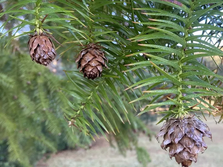 Cunninghamia lanceolata | Brookgreen